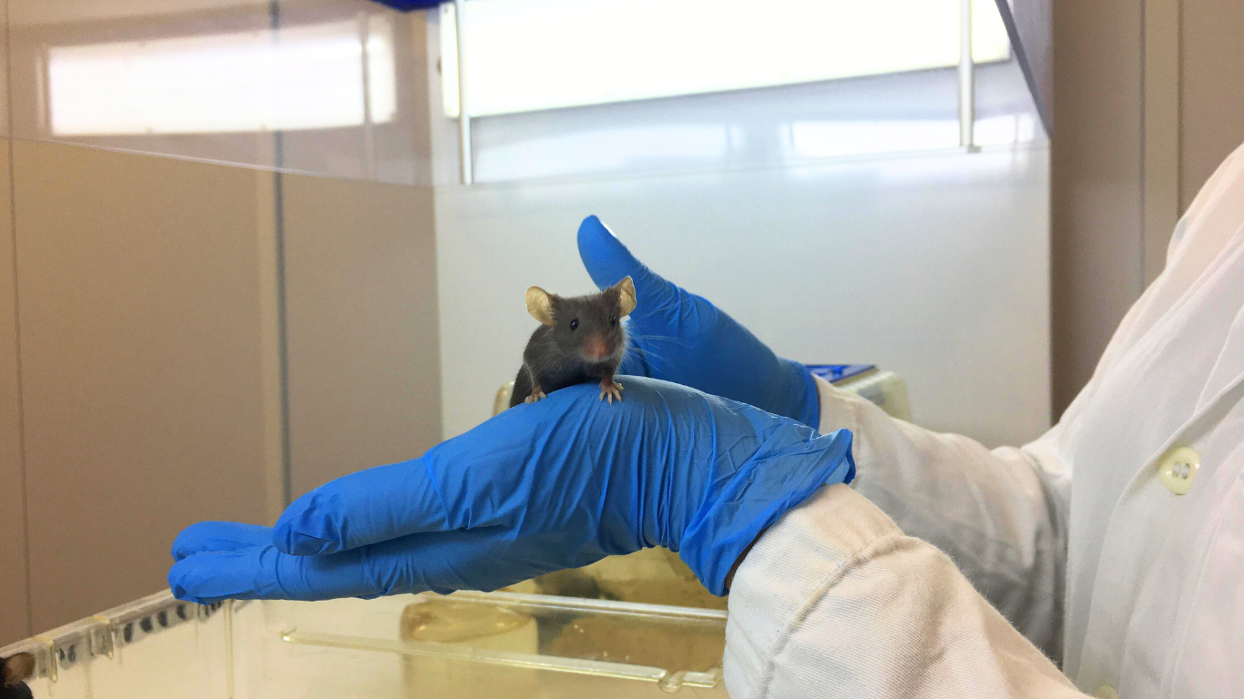 Pela primeira vez na UFU, pesquisadores realizam transferência ...